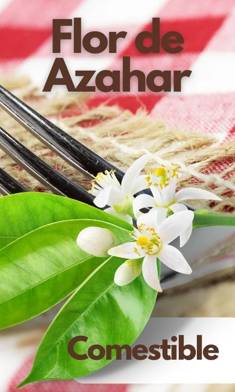 Flor de Azahar - Flores para Comer